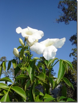 Online Garden Plants Australia: New! Pandorea jasminoides (Lady Di ...